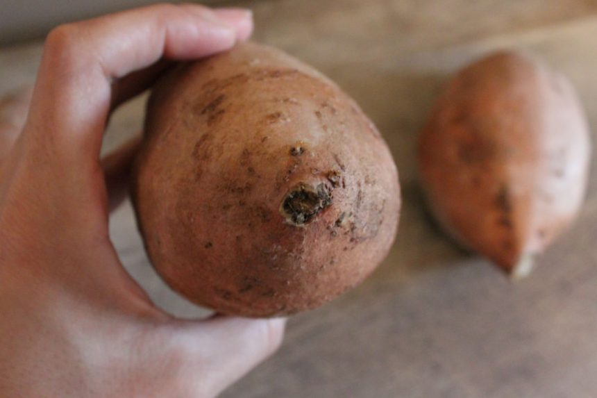 How to Grow Sweet Potatoes - Peaceful Living NH