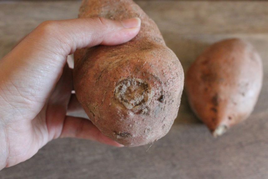 How to Grow Sweet Potatoes - Peaceful Living NH