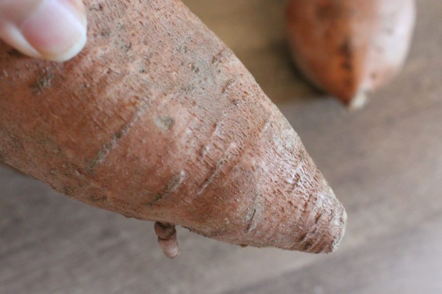 How to Grow Sweet Potatoes - Peaceful Living NH