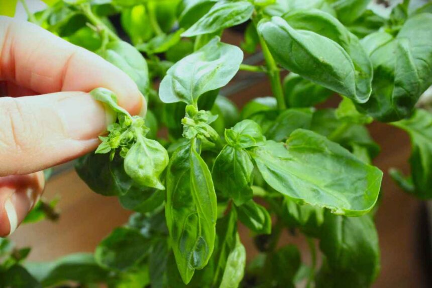 How To Grow Basil - From Seed To Harvest - Peaceful Living NH