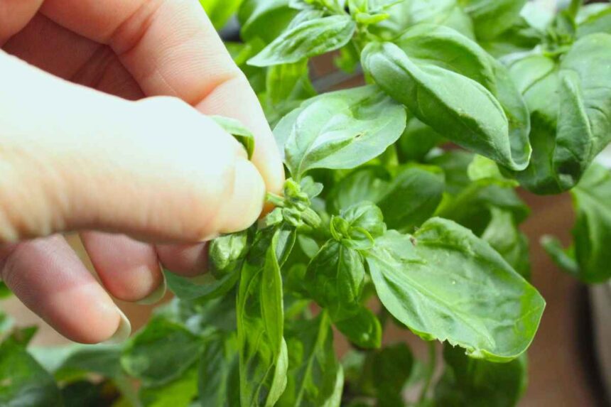How To Grow Basil - From Seed To Harvest - Peaceful Living NH