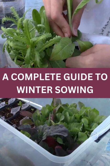 Winter Sowing – A Step-By-Step Guide - Peaceful Living NH