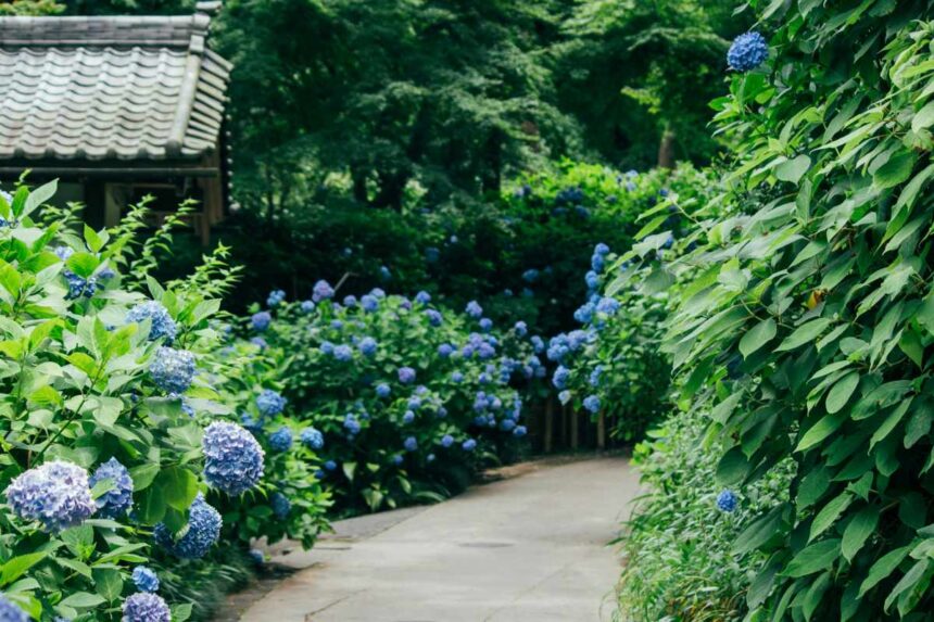 How To Make Hydrangea Blue - Peaceful Living NH