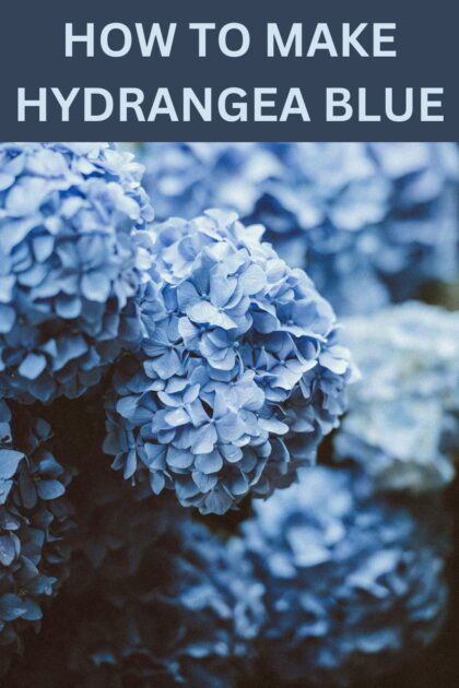 How To Make Hydrangea Blue - Peaceful Living NH
