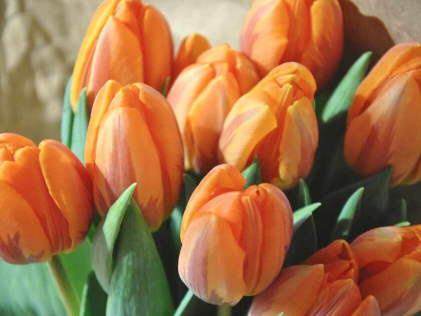 how to care for tulips - Peaceful Living NH