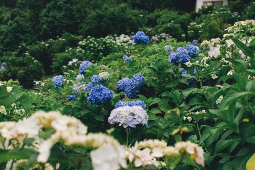 How To Make Hydrangea Blue - Peaceful Living NH