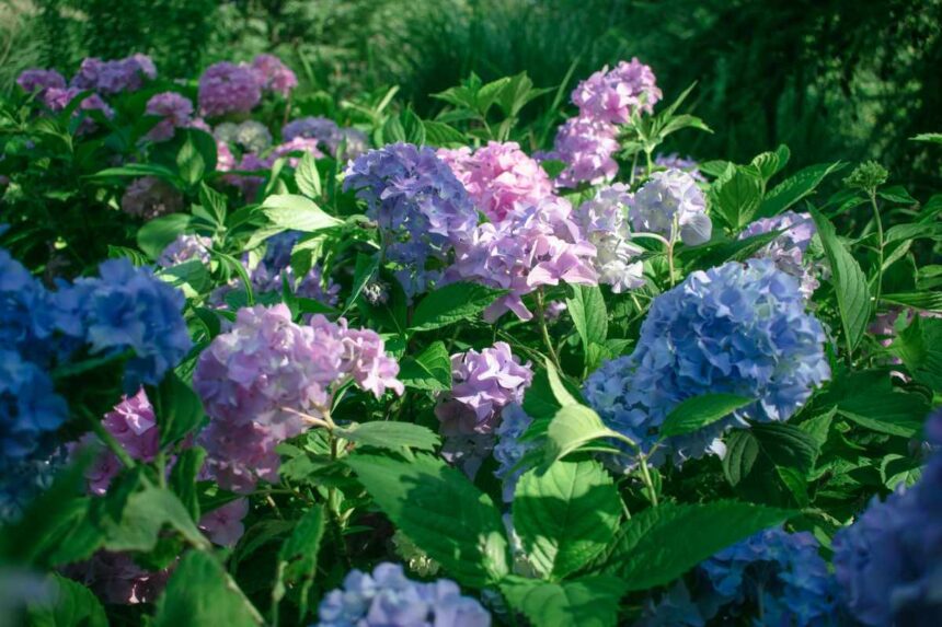 How To Make Hydrangea Blue - Peaceful Living NH