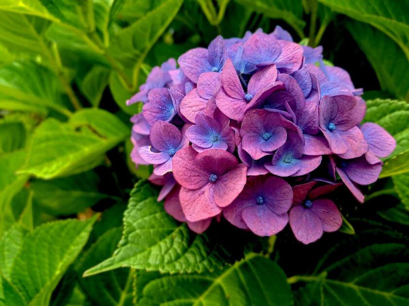 How To Make Hydrangea Blue - Peaceful Living NH